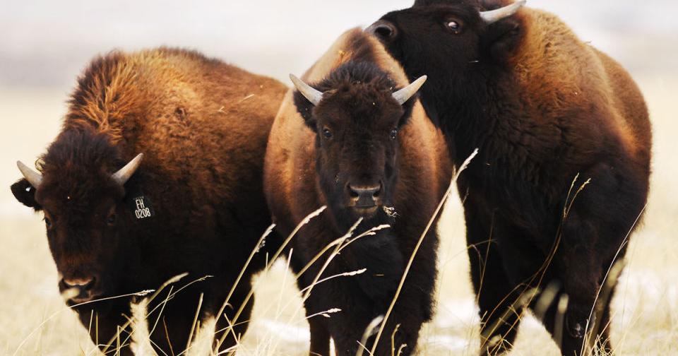 Turner bison care comes to trial | Wildlife | bozemandailychronicle.com
