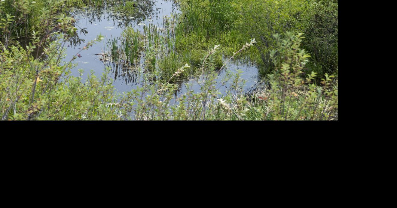 Bozeman commissioners pass strengthened wetland codes | News ...