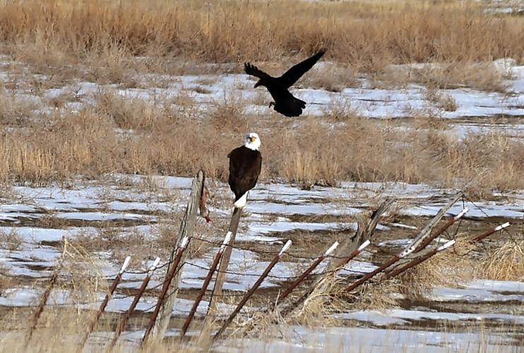 Yellowstone's ravens seen in new light with new research | Zoology ...