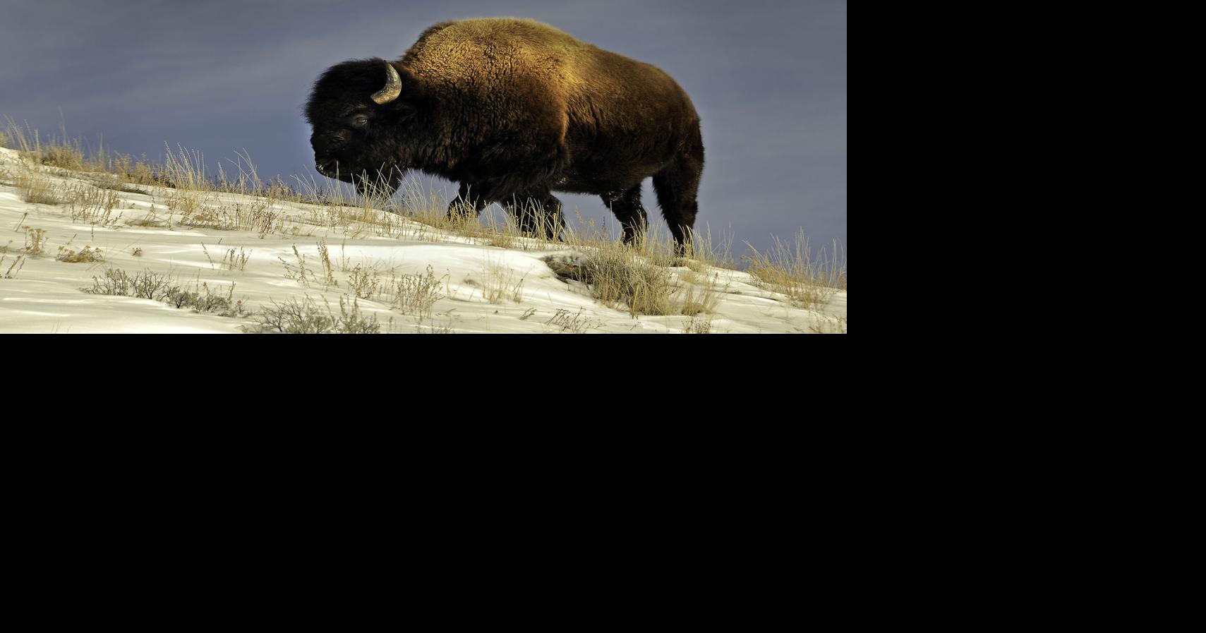 Three men plead guilty in bison poaching case | Crime and Courts ...