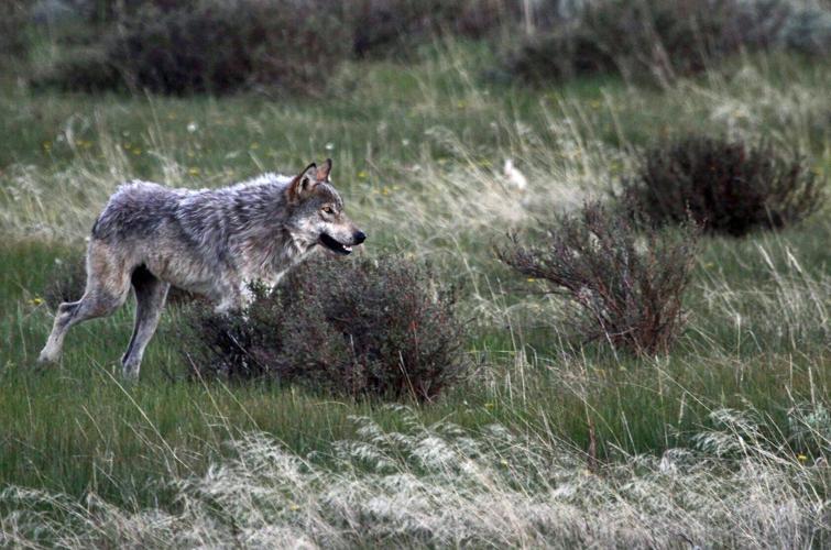 Commission finalizes Montana wolf trapping season | News | bozemandailychronicle.com