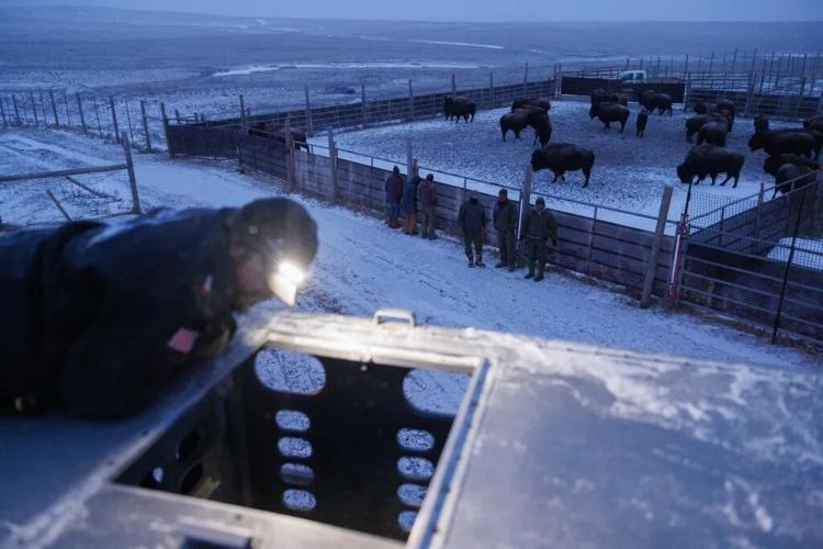 How the Fort Peck Tribes built a bison blueprint | News ...