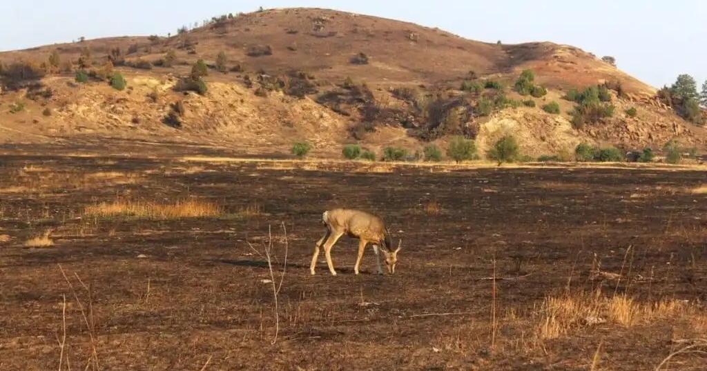 Smoldering in plain sight: How coal seam mapping is helping mitigate ...