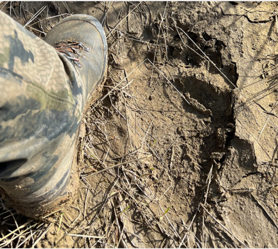 NCDE grizzly bears expand range by 12%, GYE range declines | News ...