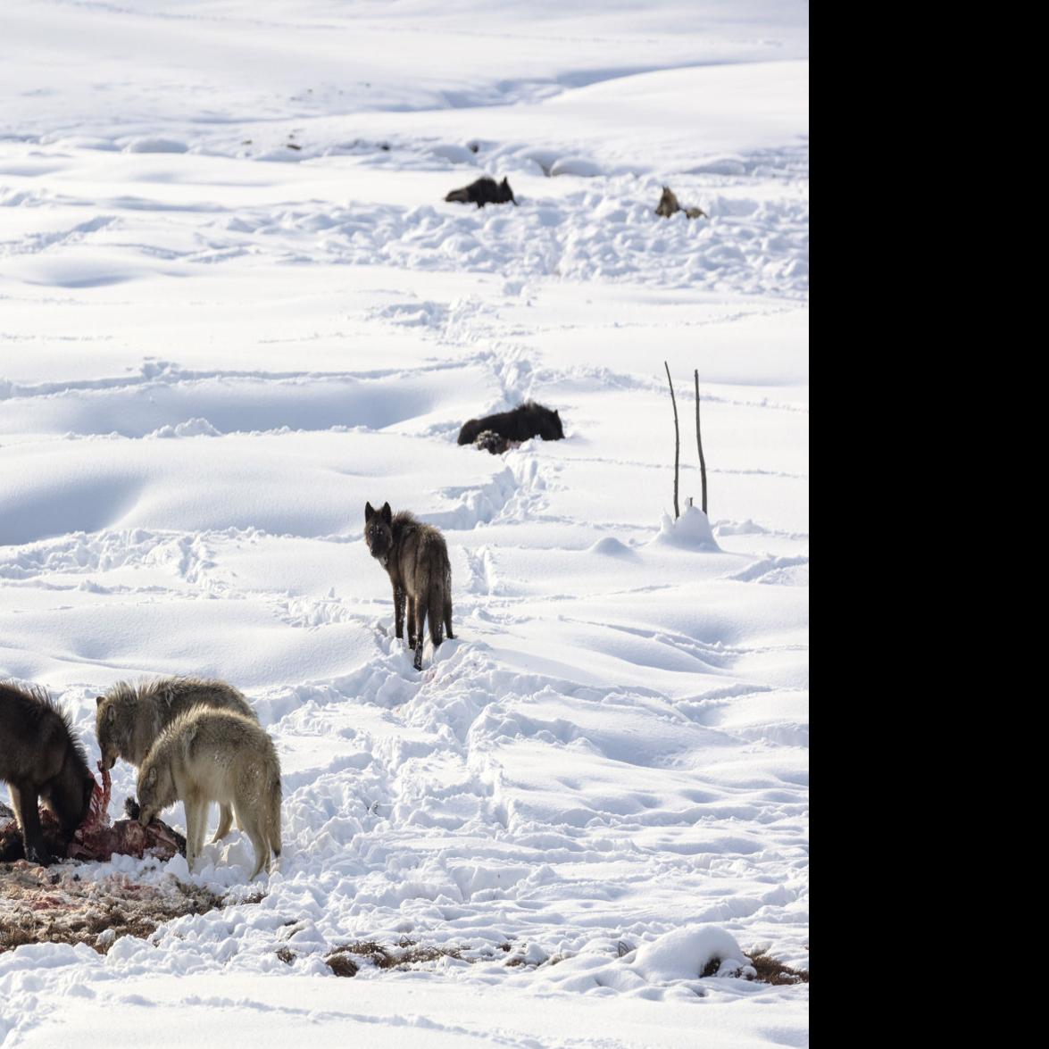 why do wolves leave their pack