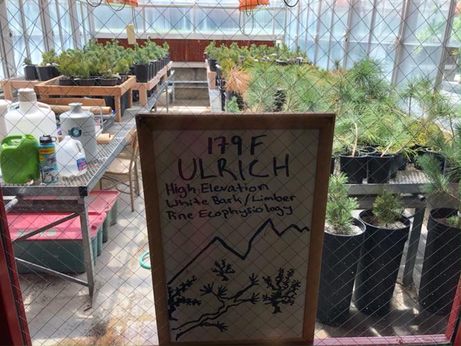 Roots of knowledge: MSU research could help whitebark pine restoration ...