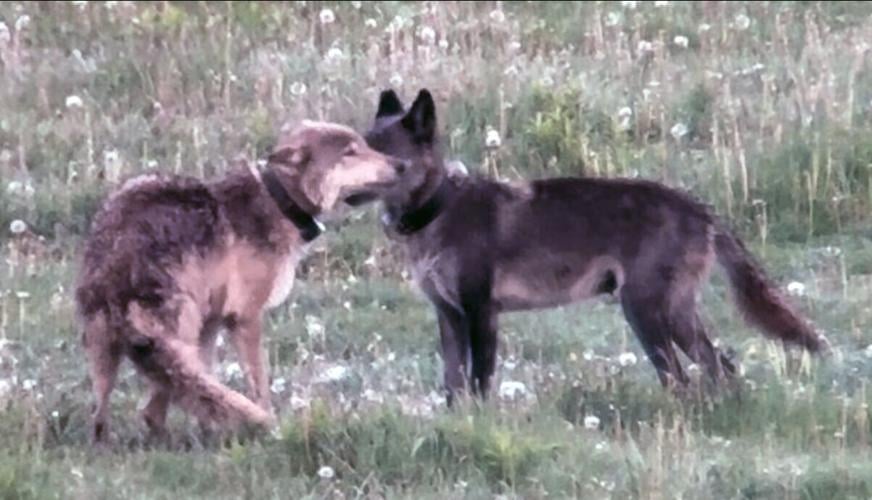 wolf pack attack dog