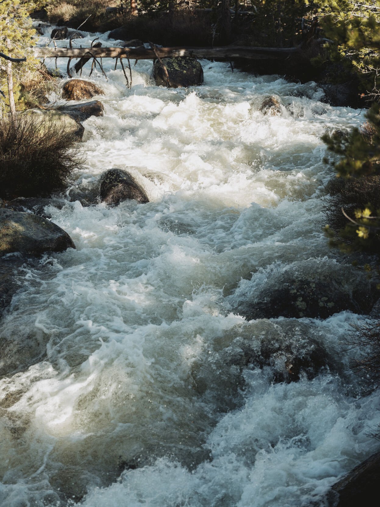 Trump supporter who fought with Forest Service could lead it | News ...