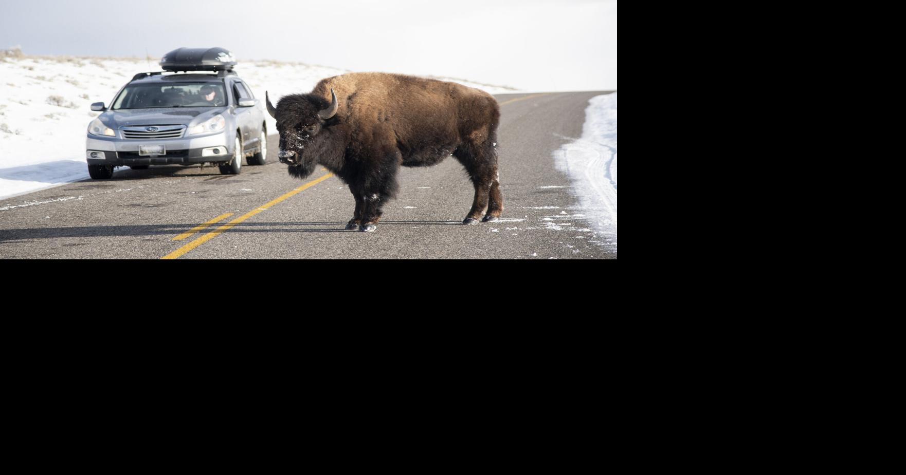 Yellowstone reports low bison hunting and cull numbers | Environment ...