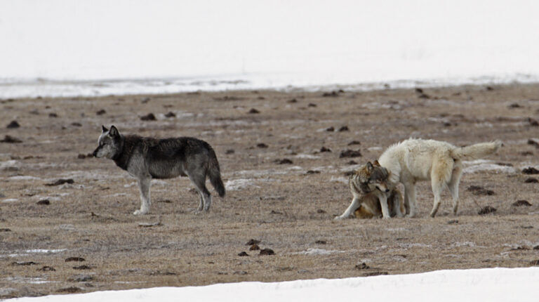 Fifth Yellowstone National Park wolf killed north of park | News | bozemandailychronicle.com