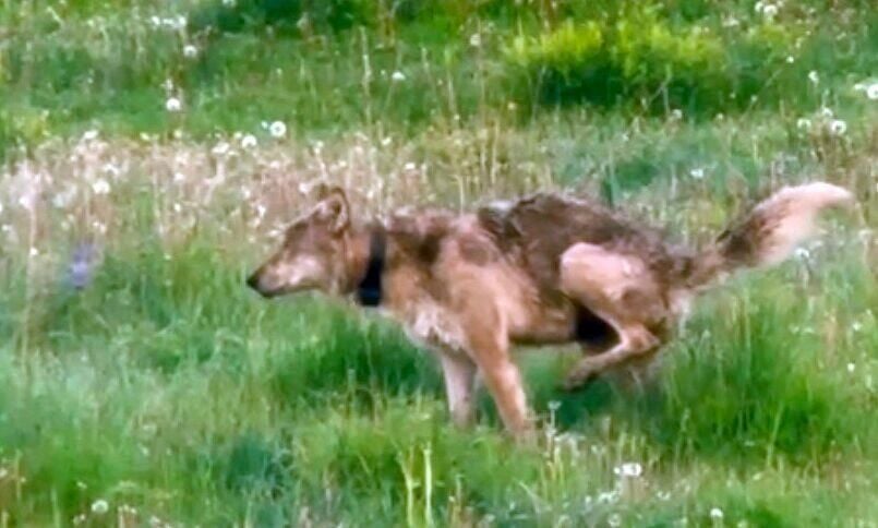 One-eyed Yellowstone female wolf still hunting at 11 | Wildlife ...