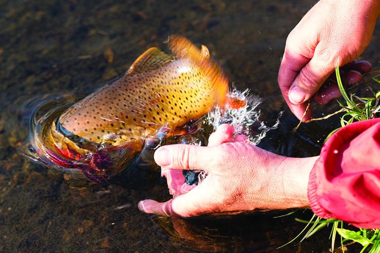 Hilgard Basin | Sports | bozemandailychronicle.com