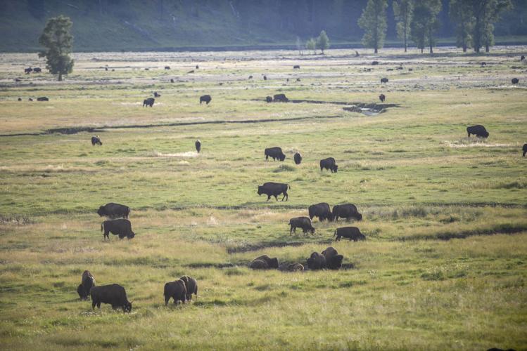 Yellowstone bison numbers down after largest cull in years ...