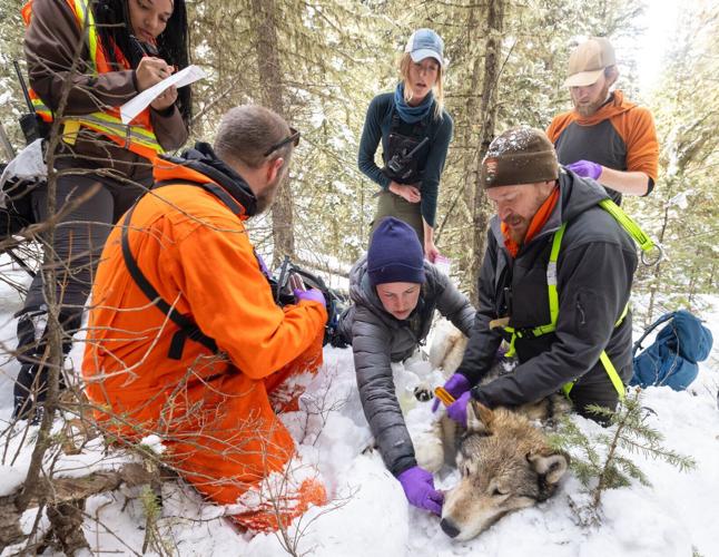 Yellowstone National Park wolves suffer through lean winter ...