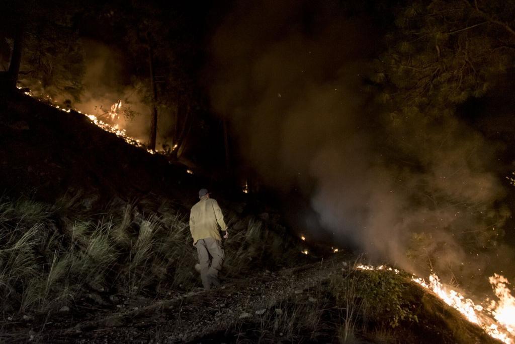 forestry workers fired