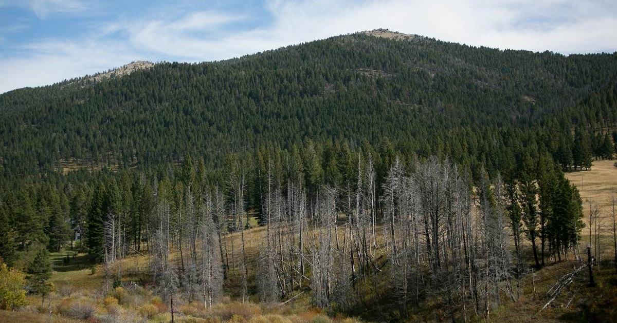 Forest thinning project | News | bozemandailychronicle.com