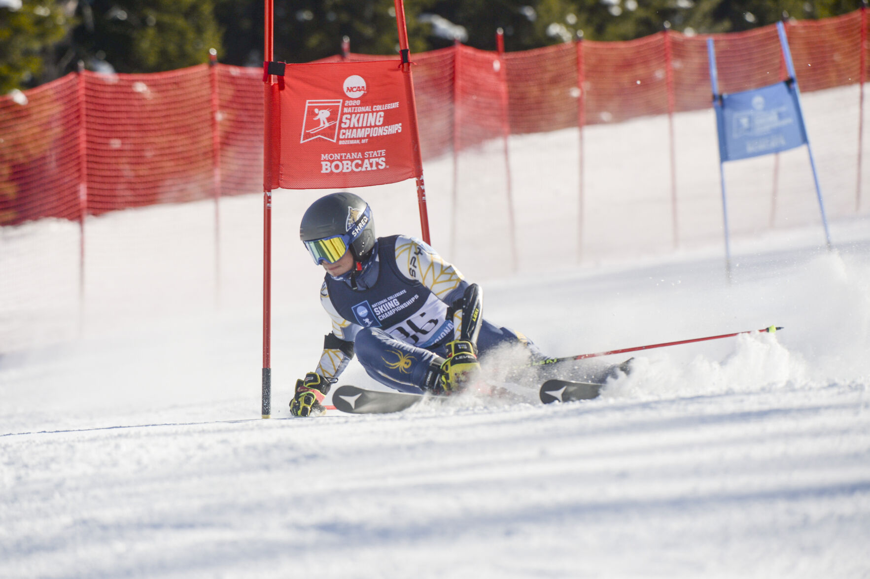 MSU ski | | bozemandailychronicle.com