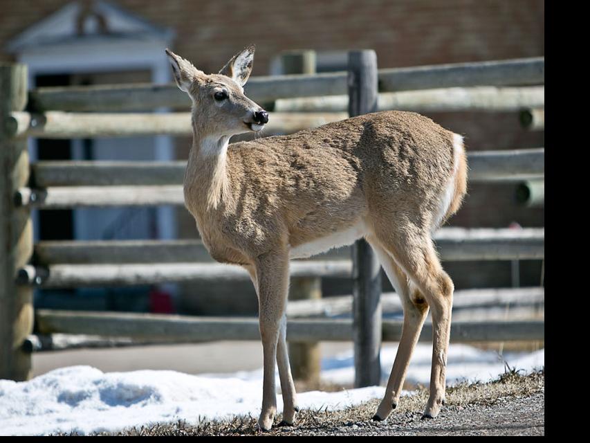 Roaming White-Tail Deer | News | bozemandailychronicle.com