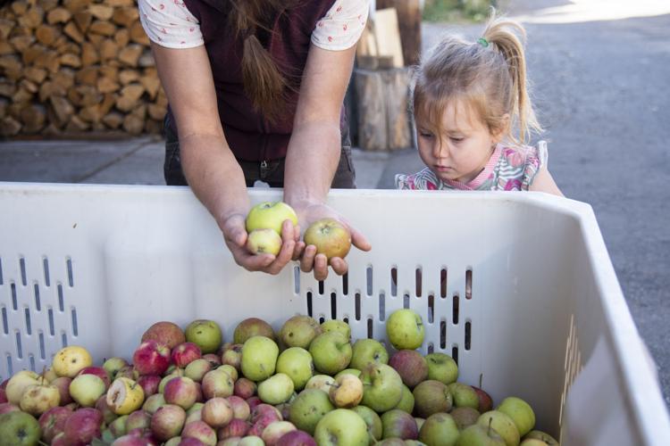 Apples to cider: Lockhorn Hard Cider turns unwanted apples into ...