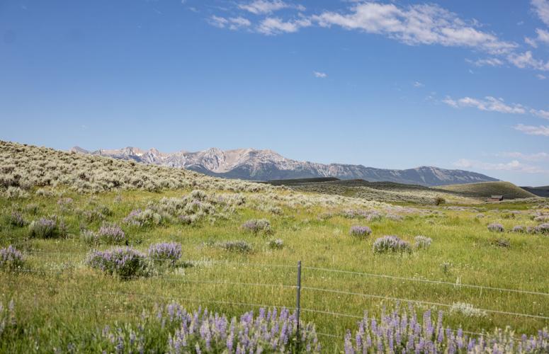 'Teeming with life': Bison ranch partners with nonprofit and local ...