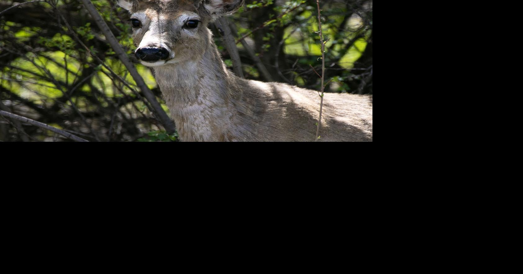 Montana preparing for big CWD sampling season | Environment ...