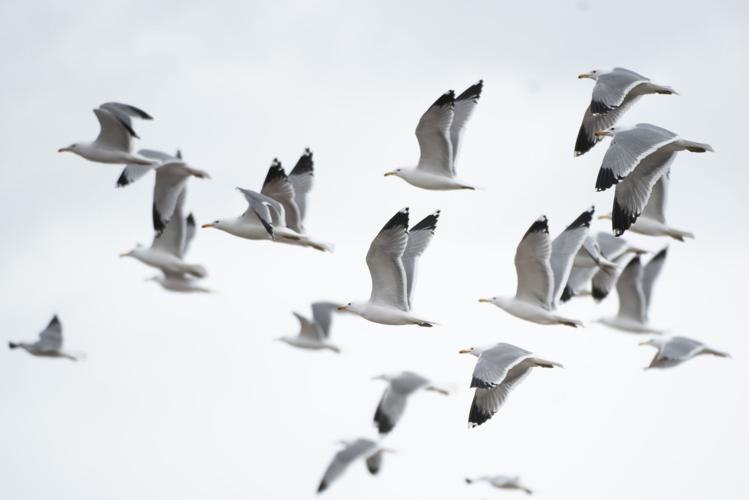 Trash town: A look into the Logan Landfill | Photo Essays ...