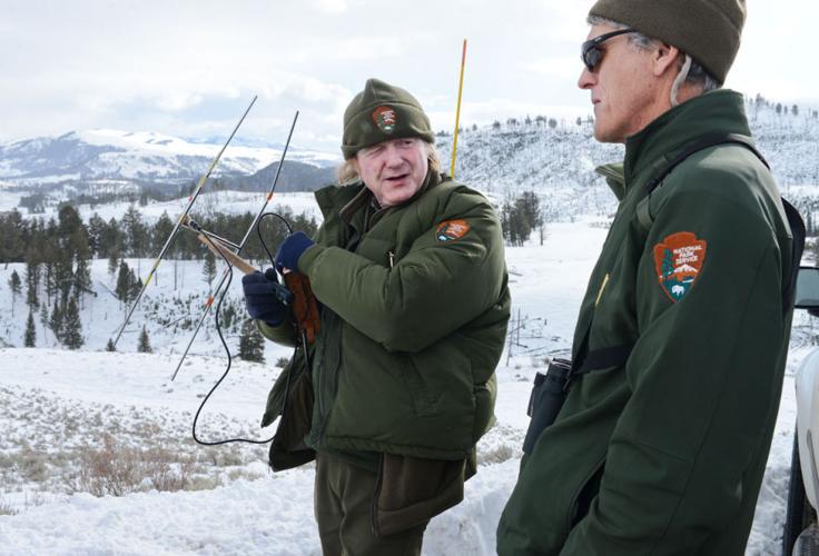 YNP biologists struggle to maintain wolf research | Yellowstone ...