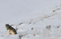 YNP biologists struggle to maintain wolf research | Yellowstone ...