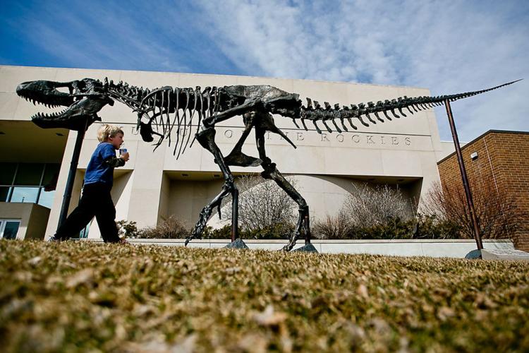 Montana's T. rex gets star treatment before trip to Smithsonian | News ...