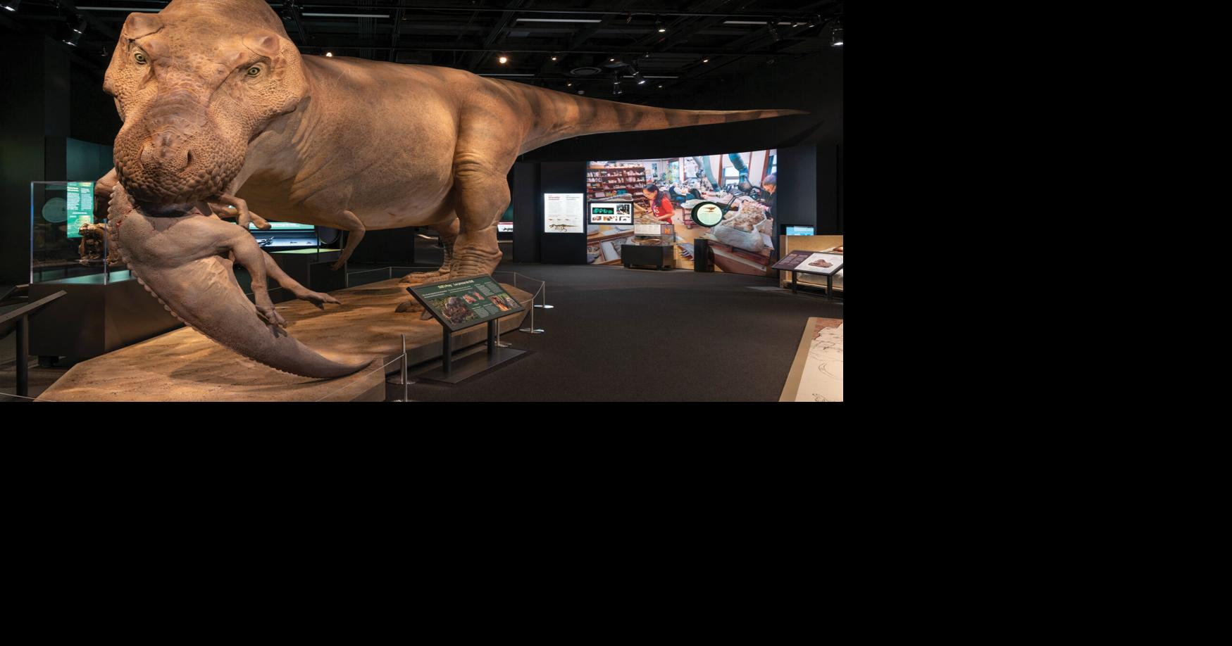 'Rock star': A girl T. rex named Sue is coming to Museum of the Rockies ...