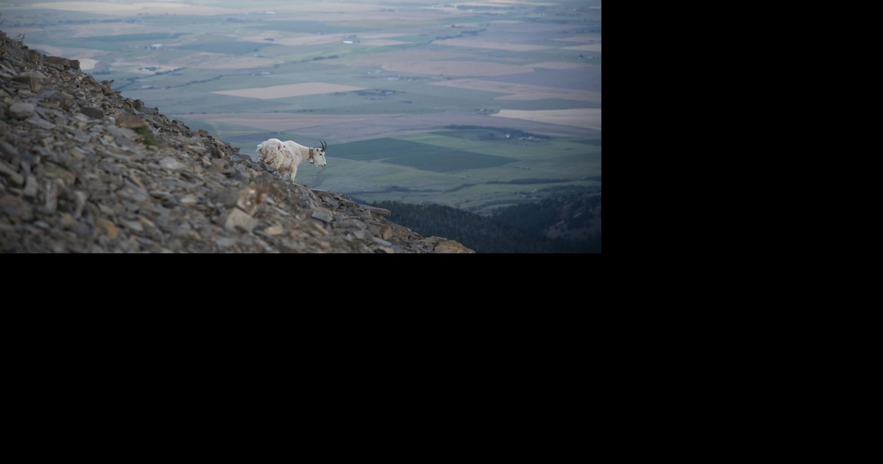 2023 Bridger Ridge Run | Gallery | bozemandailychronicle.com