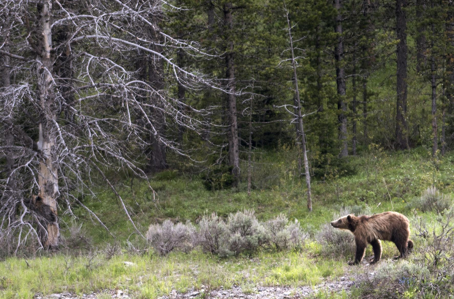 Hunter kills grizzly in Madison Range south of Ennis | Environment ...