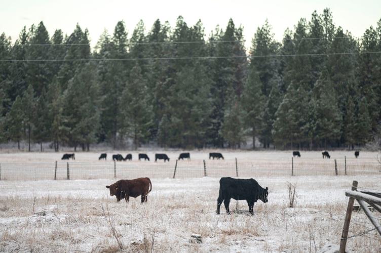 Paramount Network's 'Yellowstone’ changed Montana ranching | News ...