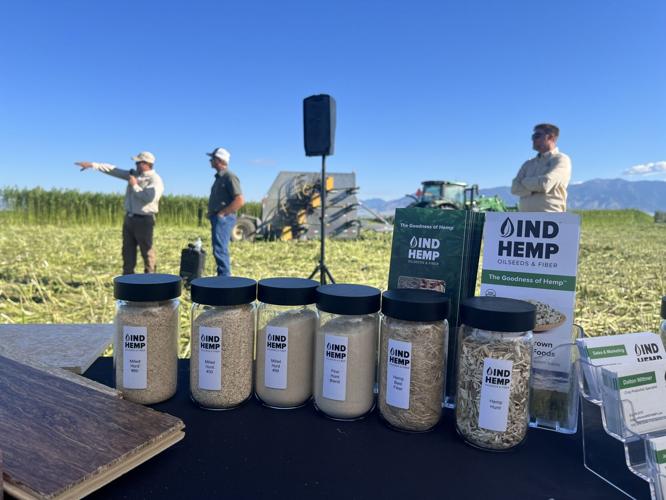 'One of my better crops': Flikkema family showcases hemp field off ...