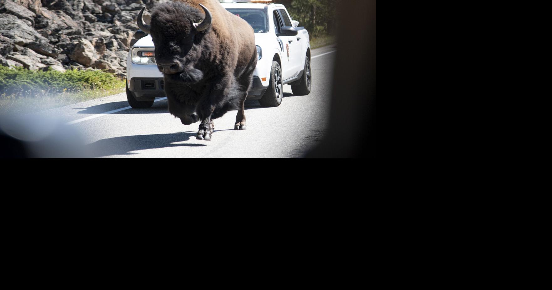 Yellowstone kicks off public meetings for new bison plan | Environment ...