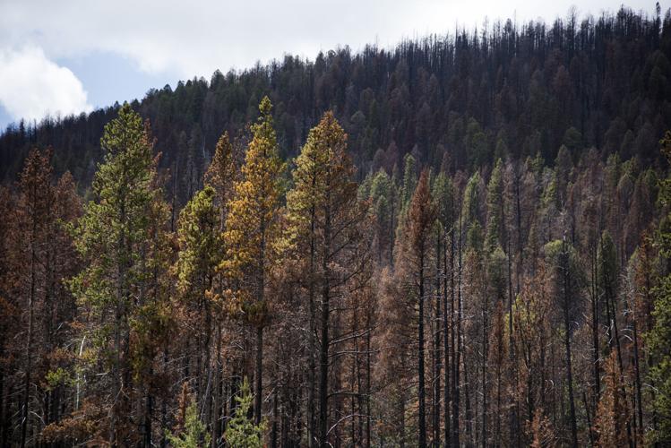 Back to Bacon Rind: Revisiting a fire in the corner of Yellowstone ...
