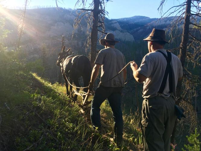 Experts: Mass USFS layoffs will impact Montana outdoors | News ...