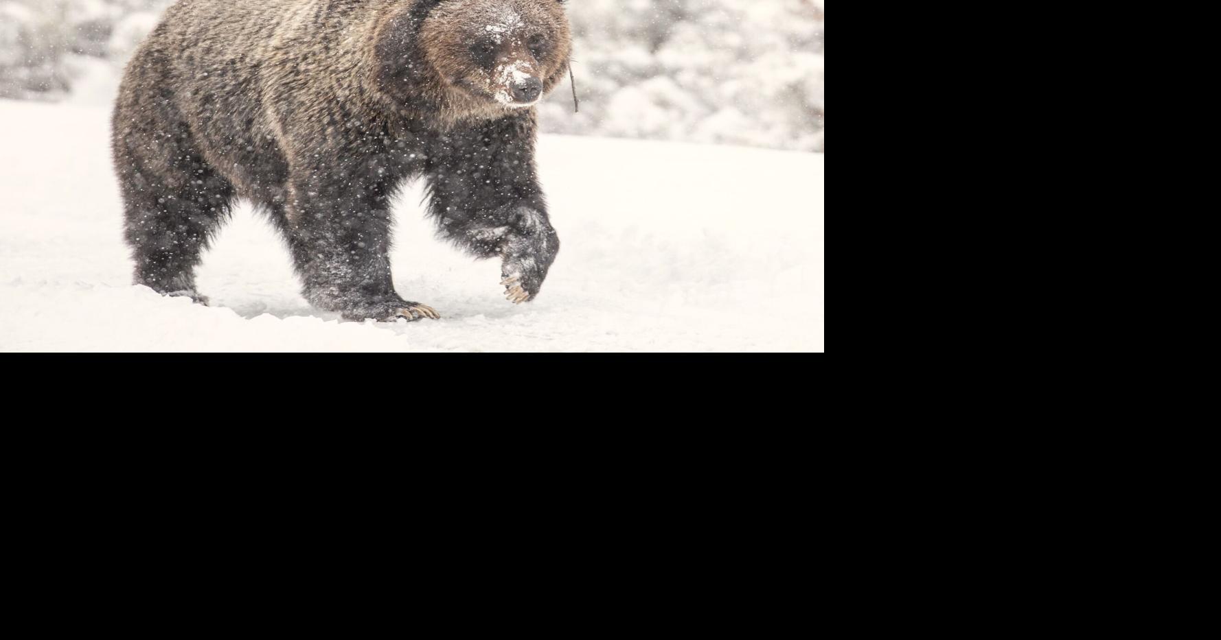 Beartooth Mountains near Red Lodge see more grizzly issues | News ...