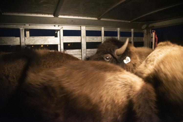 Bringing them home: Bison transfers to tribes grow as state pushes to ...