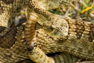 rattlesnake attacking
