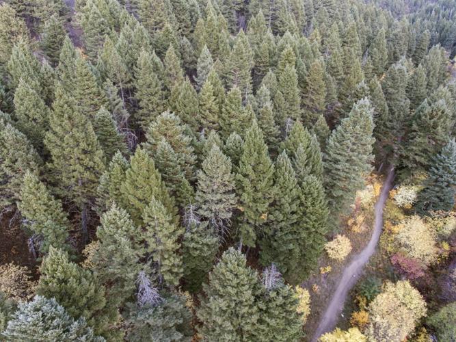 Custer Gallatin National Forest gets new forest supervisor | News ...