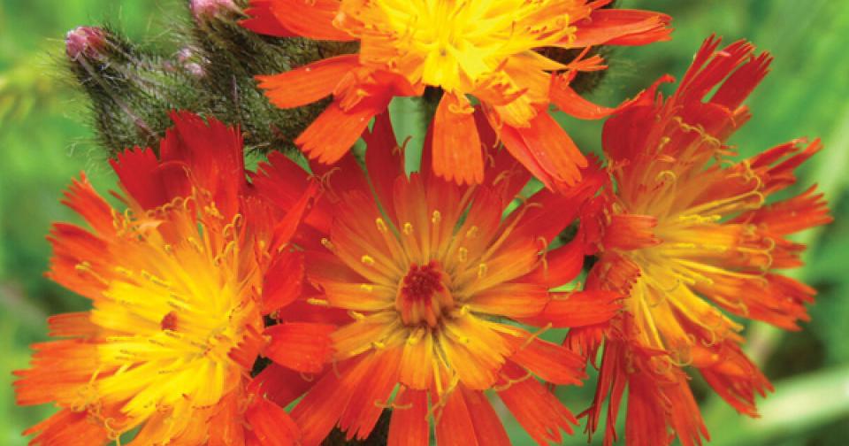 Forest Service urges everyone to help stop the spread of noxious weeds ...