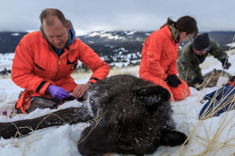 'Moving forward': New leader for Yellowstone Wolf Project talks ...