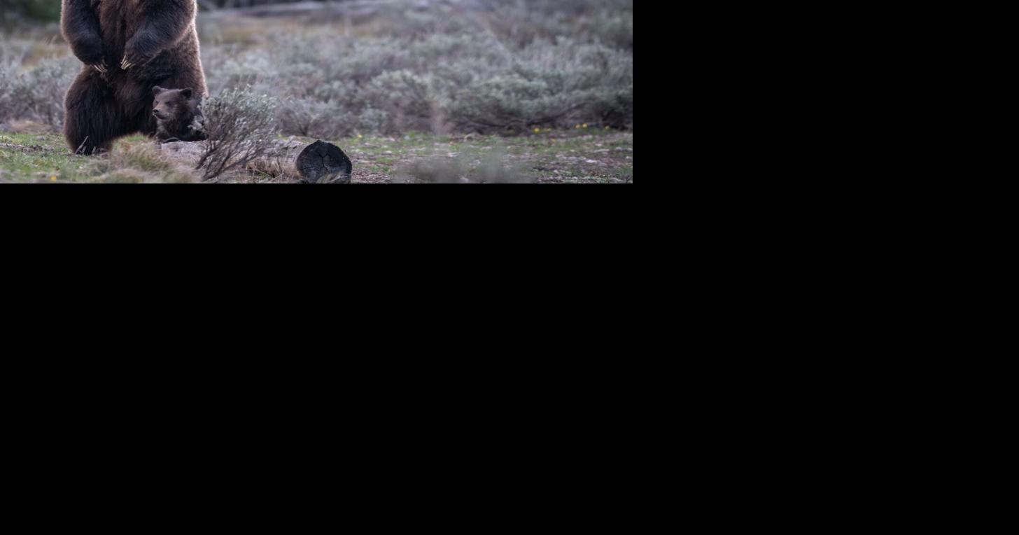 Yellowstone bears are still able to fatten up, despite loss of some key ...