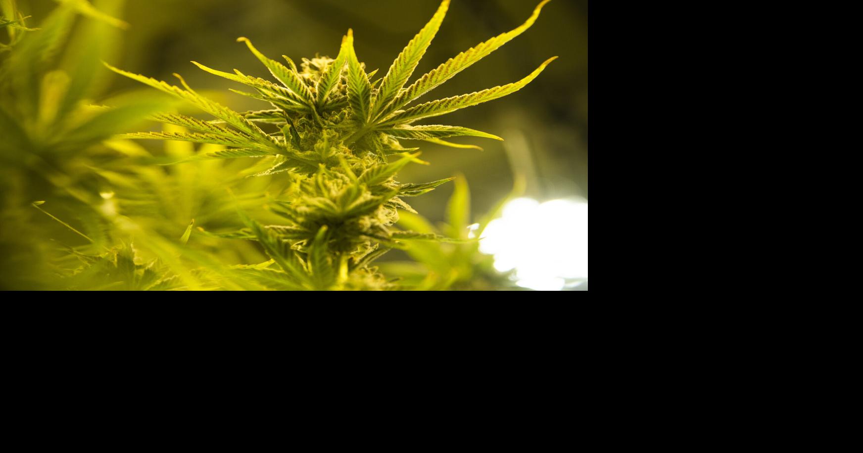 Montana lawmakers look to tweak marijuana laws | News ...