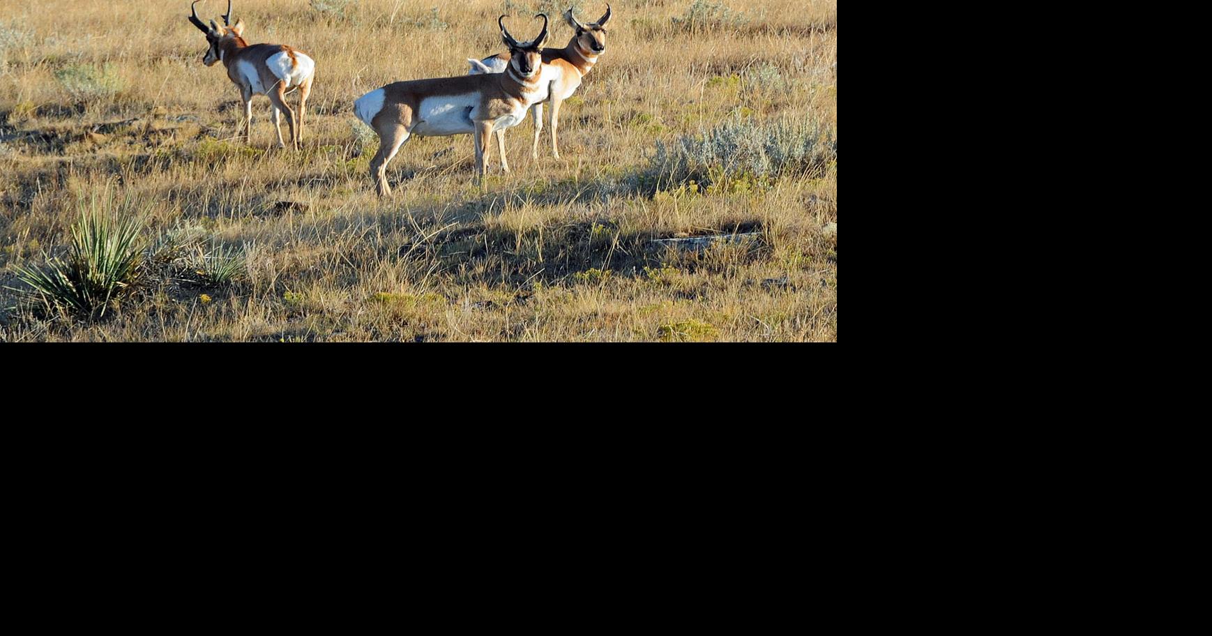 Pronghorn StoryMap highlights unique animal and its ecosystem ...