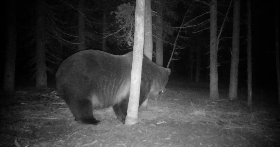 A lot of bear: Yellowstone grizzly weighs in at near-record 712 pounds ...