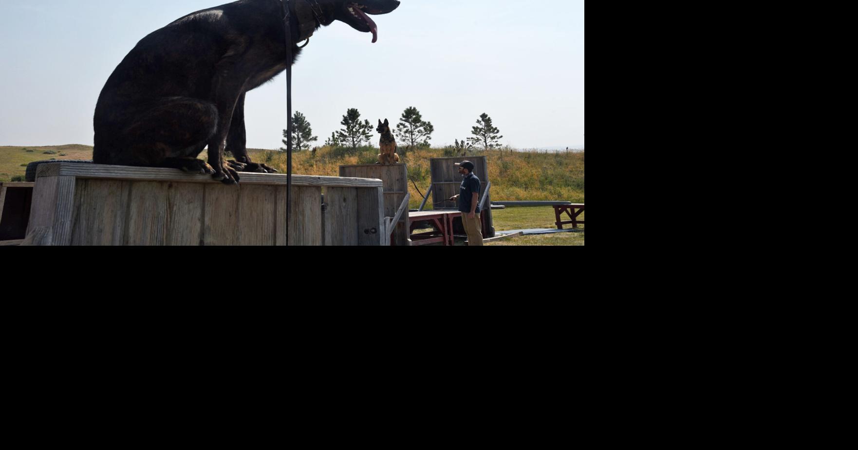 From Nairobi to Livingston: How Svalinn dogs are redefining personal ...