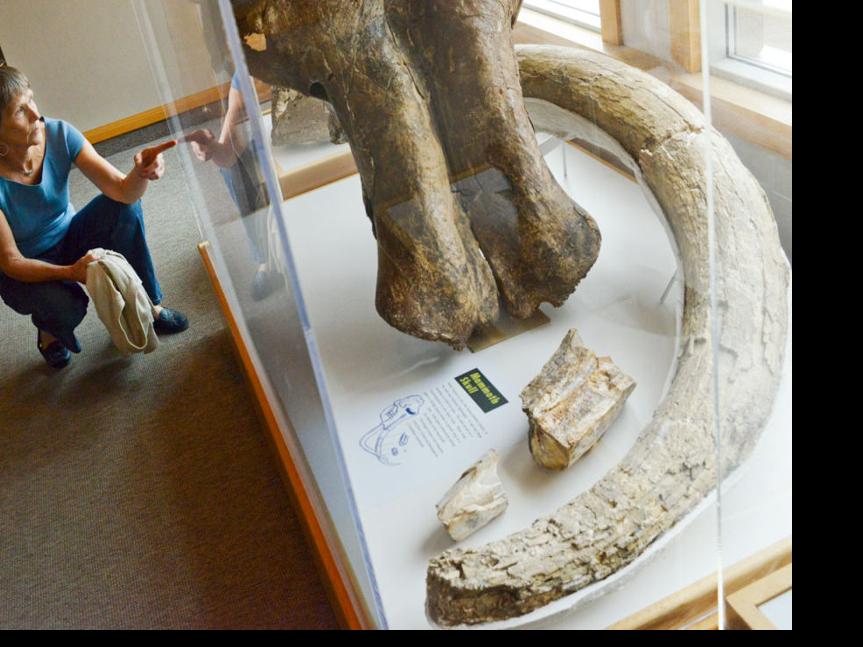 Museum’s mammoth fossil offers proof of first people in Montana ...