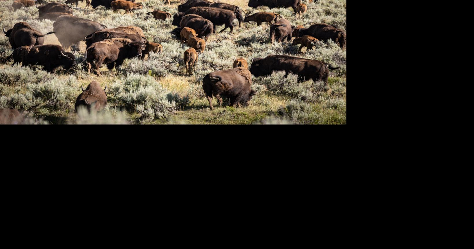 'Teeming with life': Bison ranch partners with nonprofit and local ...